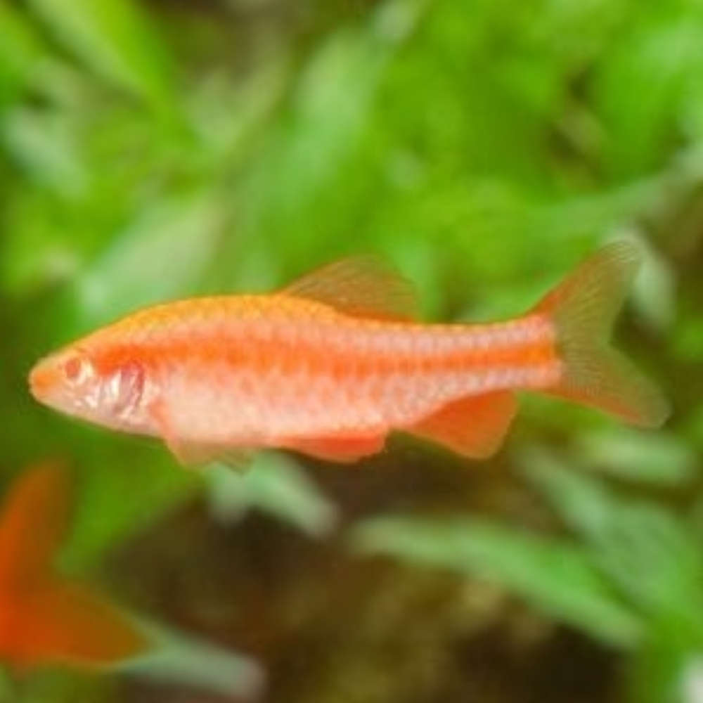 Albino Cherry Barb Available - Roxy Aquarium