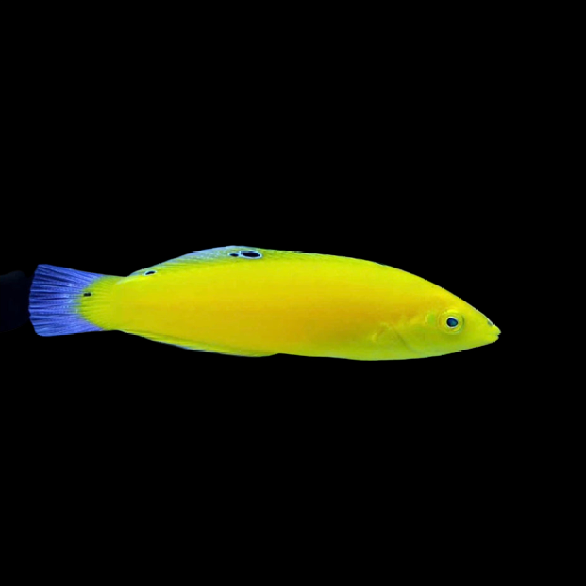Wrasse Banana Available - Roxy Aquarium
