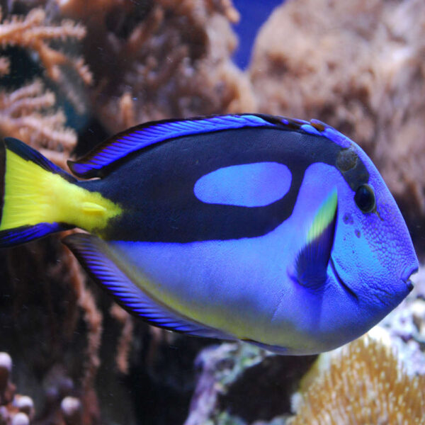 Yellow Dwarf Honey Gourami - Roxy Aquarium