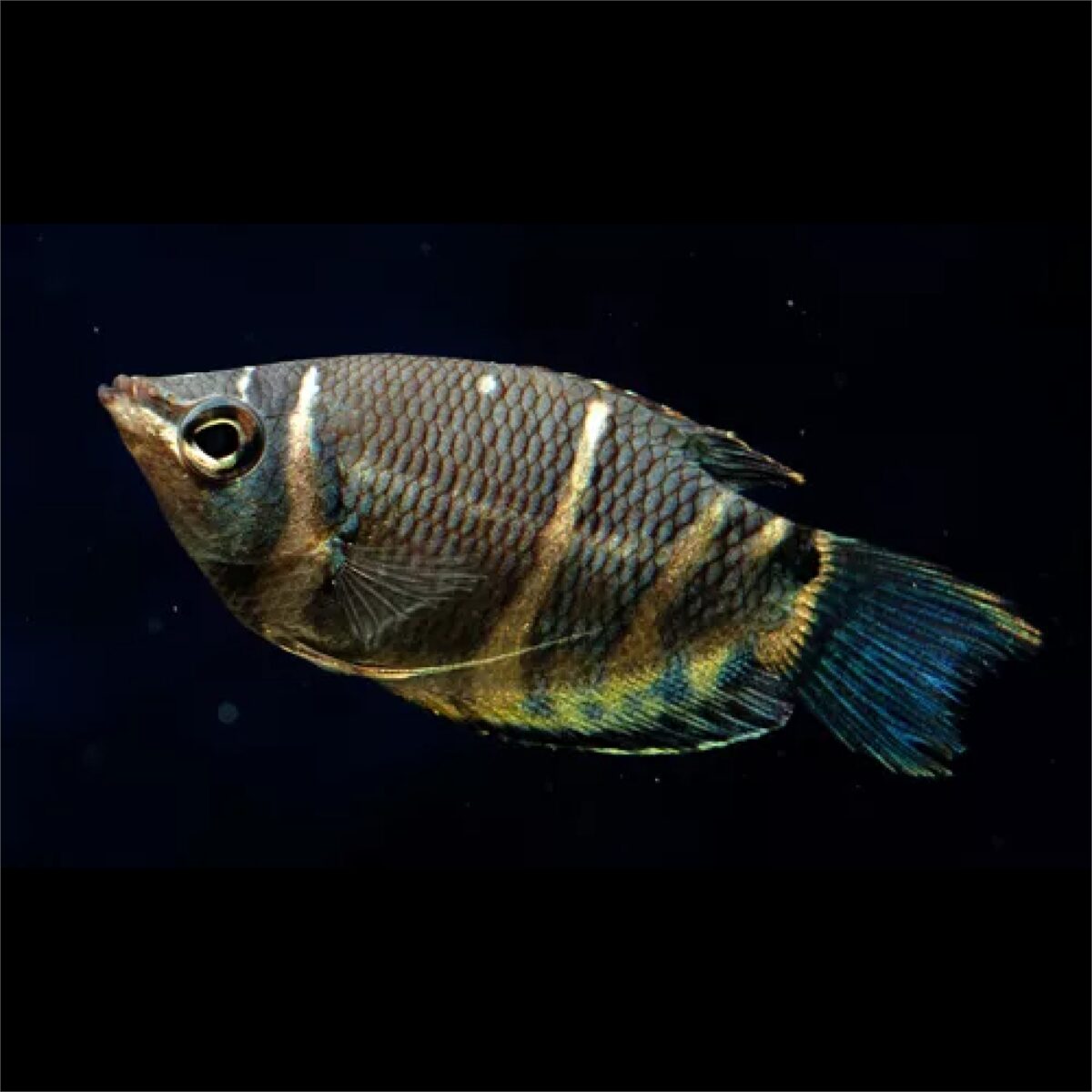 Chocolate Gourami Available - Roxy Aquarium