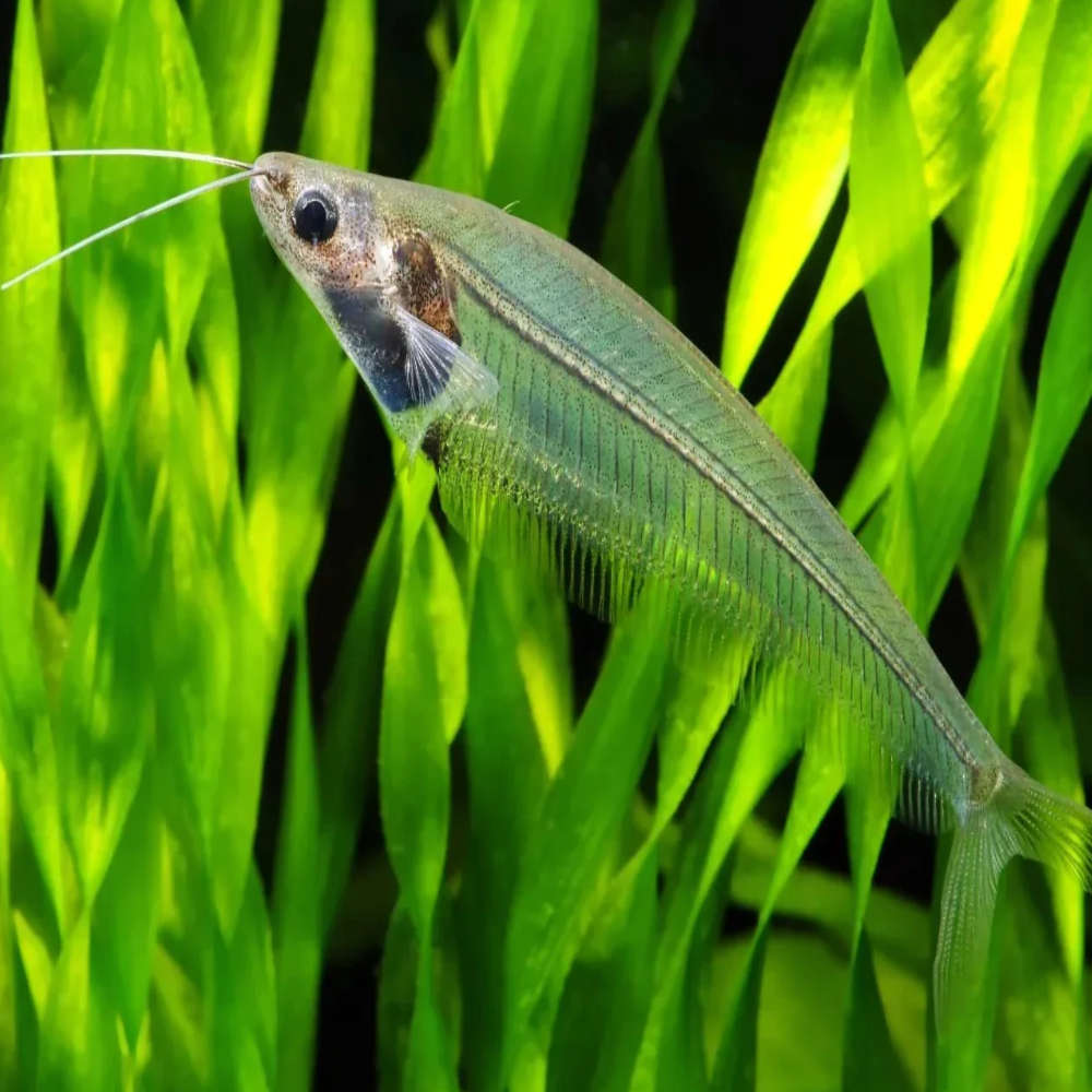 Glass Catfish Available Now - Roxy Aquarium