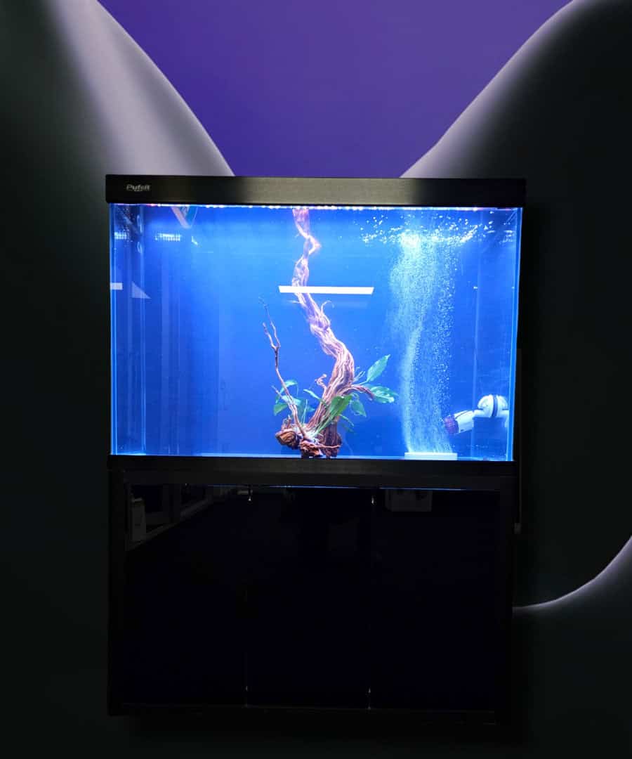 Pink Skunk Clownfish - Roxy Aquarium