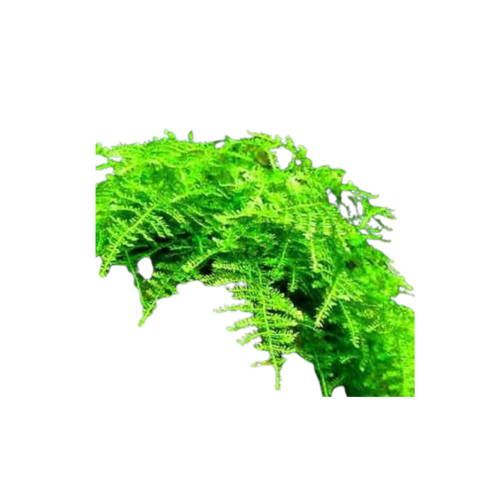 Christmas Moss – Live Aquarium Plant - Roxy Aquarium