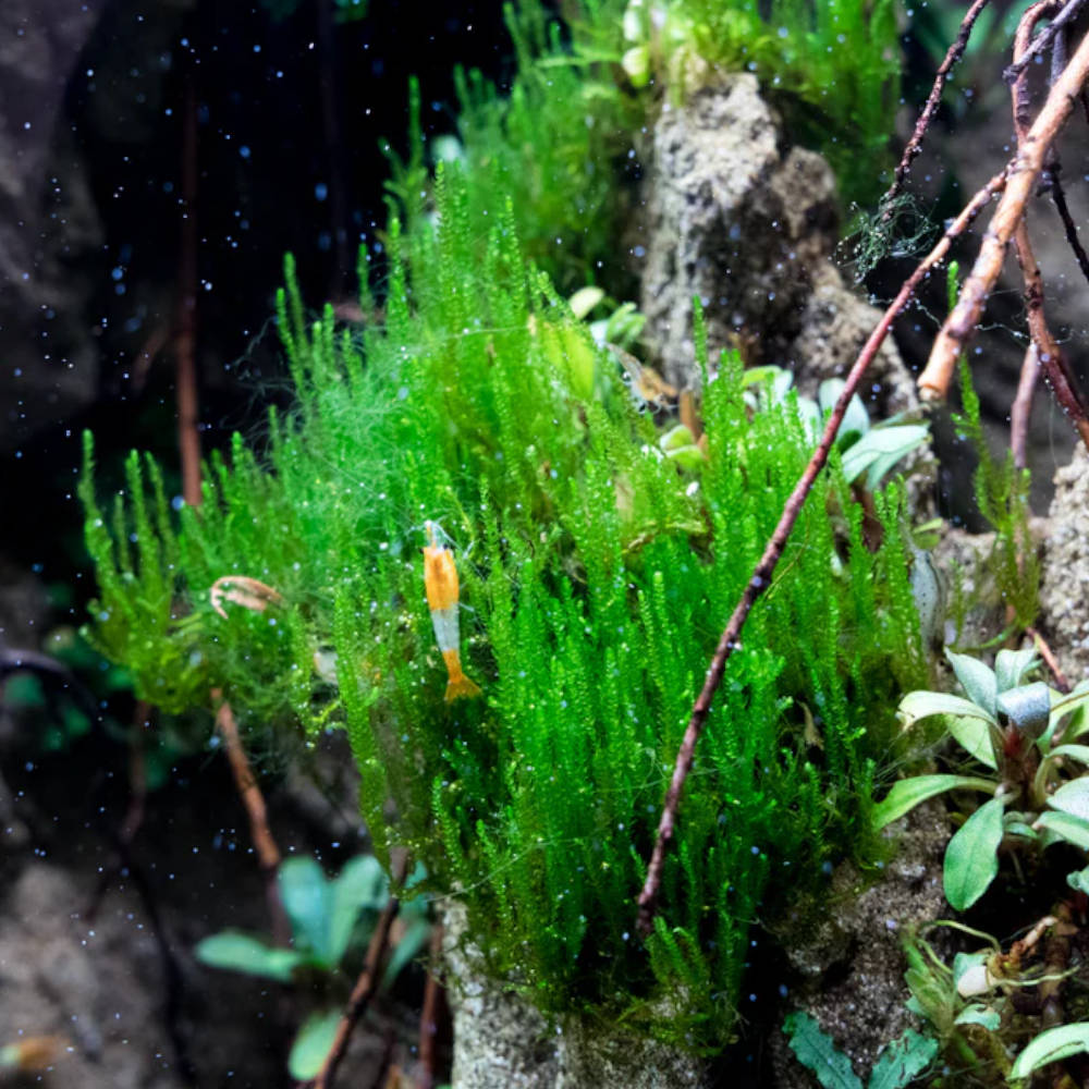 Flame Moss – Live Aquarium Plant - Roxy Aquarium
