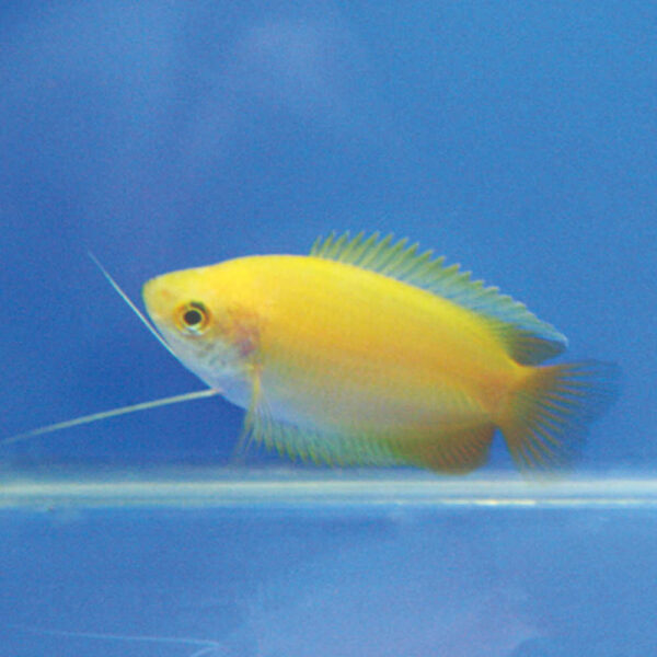 Yellow Dwarf Honey Gourami - Roxy Aquarium