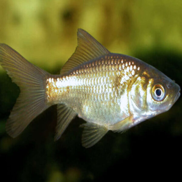 Coldwater Fish - Roxy Aquarium