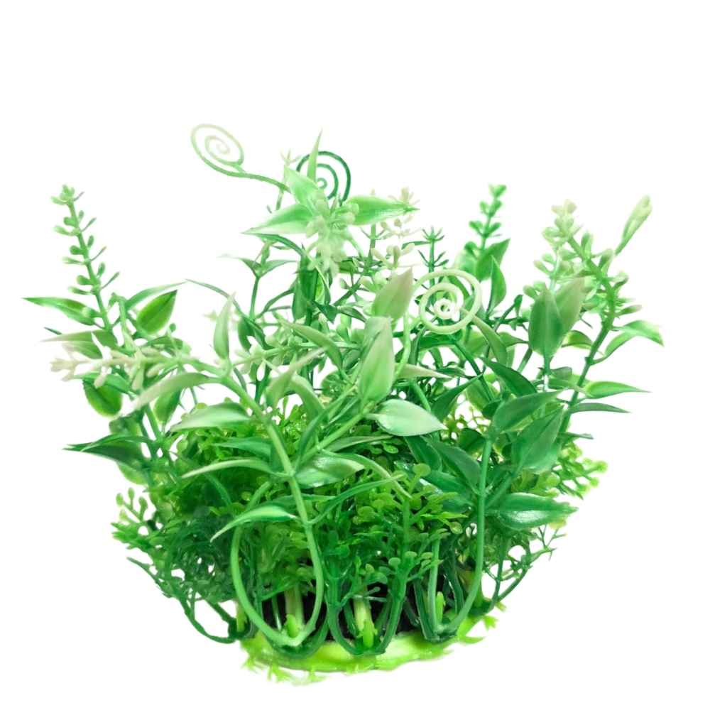 Aquarium Green and White Curled Plant - Roxy Aquarium