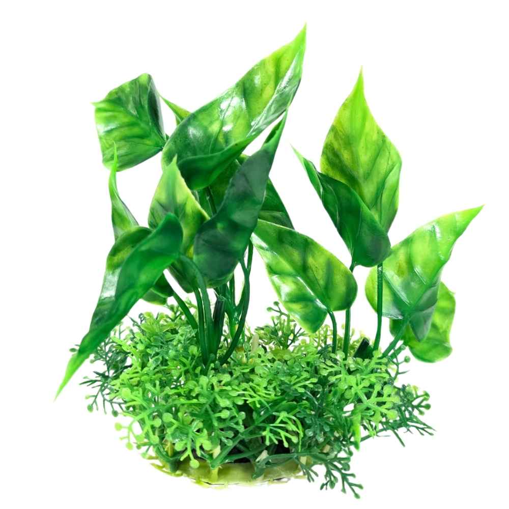Aquarium Plant with Broad Green Leaf - Roxy Aquarium