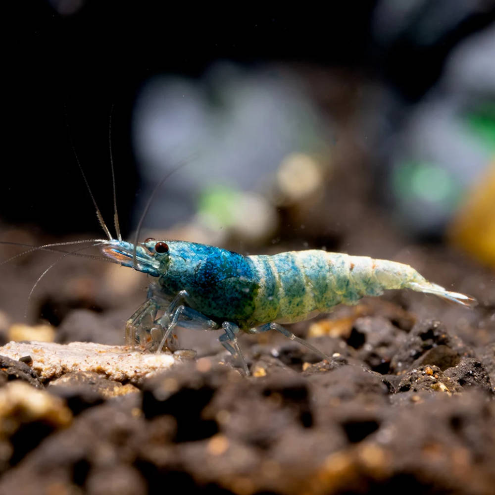 Blue Bolt Shrimp Available - Roxy Aquarium