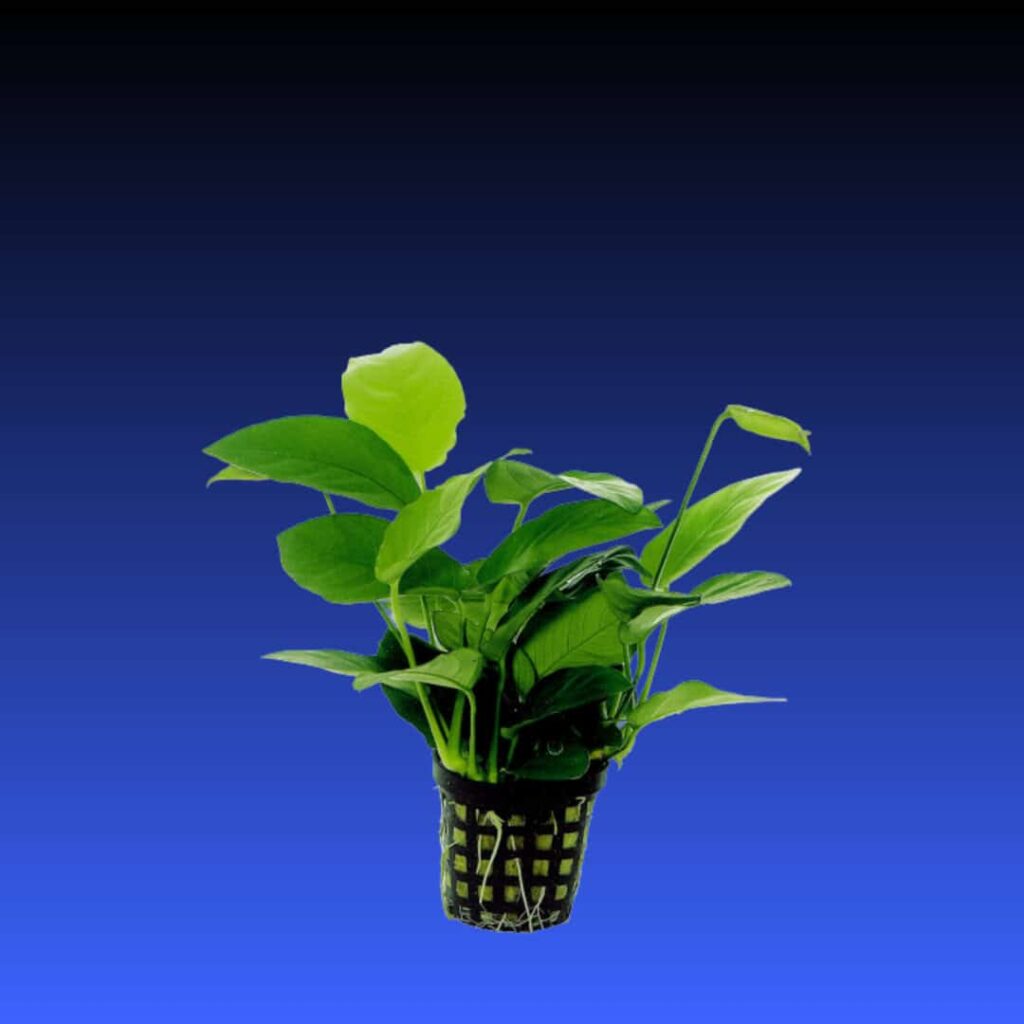 Hygrophila Corymbosa “Compact” – Live Aquarium Plant - Roxy Aquarium