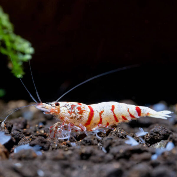 Red Fancy Tiger Shrimp - Roxy Aquarium