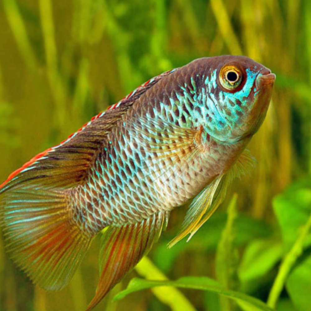 Apisto Nannacara - Roxy Aquarium
