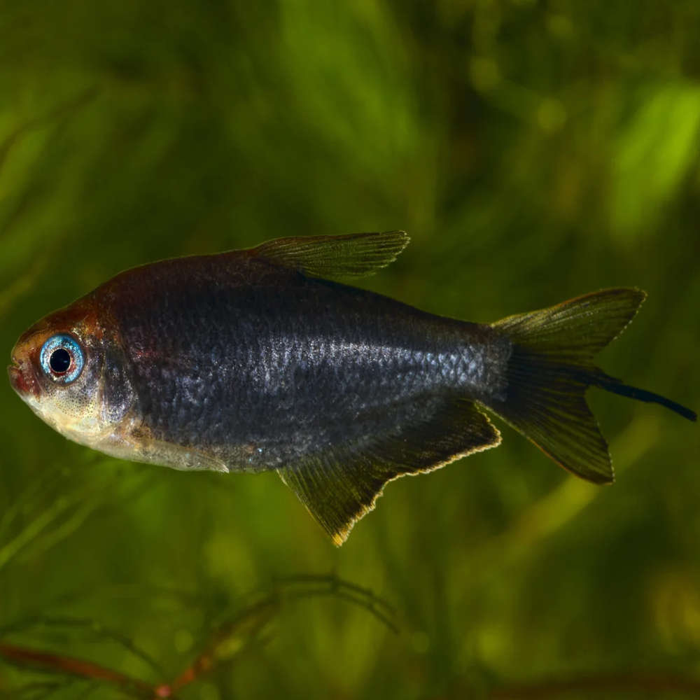 Rainbow Emperor Tetra Ideal Water Parameters For Rainbow RAINBOW