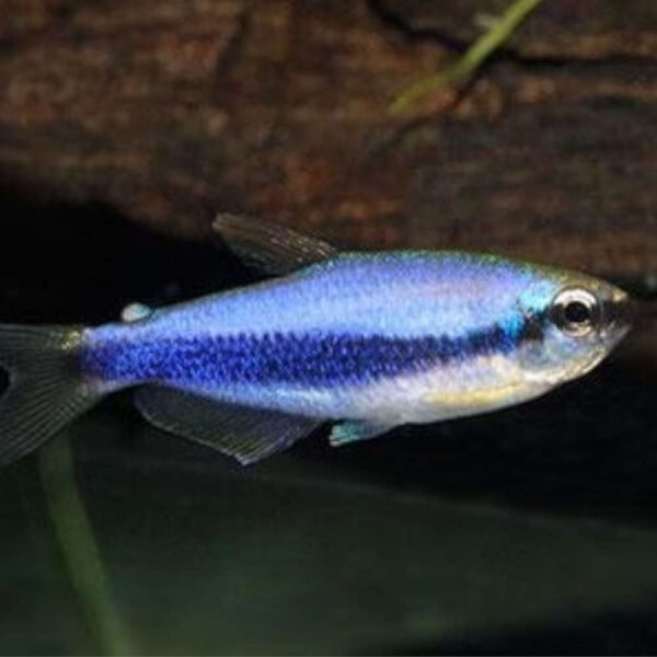 Tetras & Characins - Roxy Aquarium