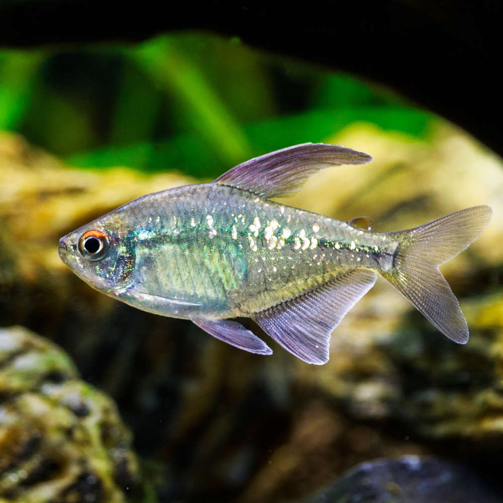 Diamond Tetra Available Now - Roxy Aquarium