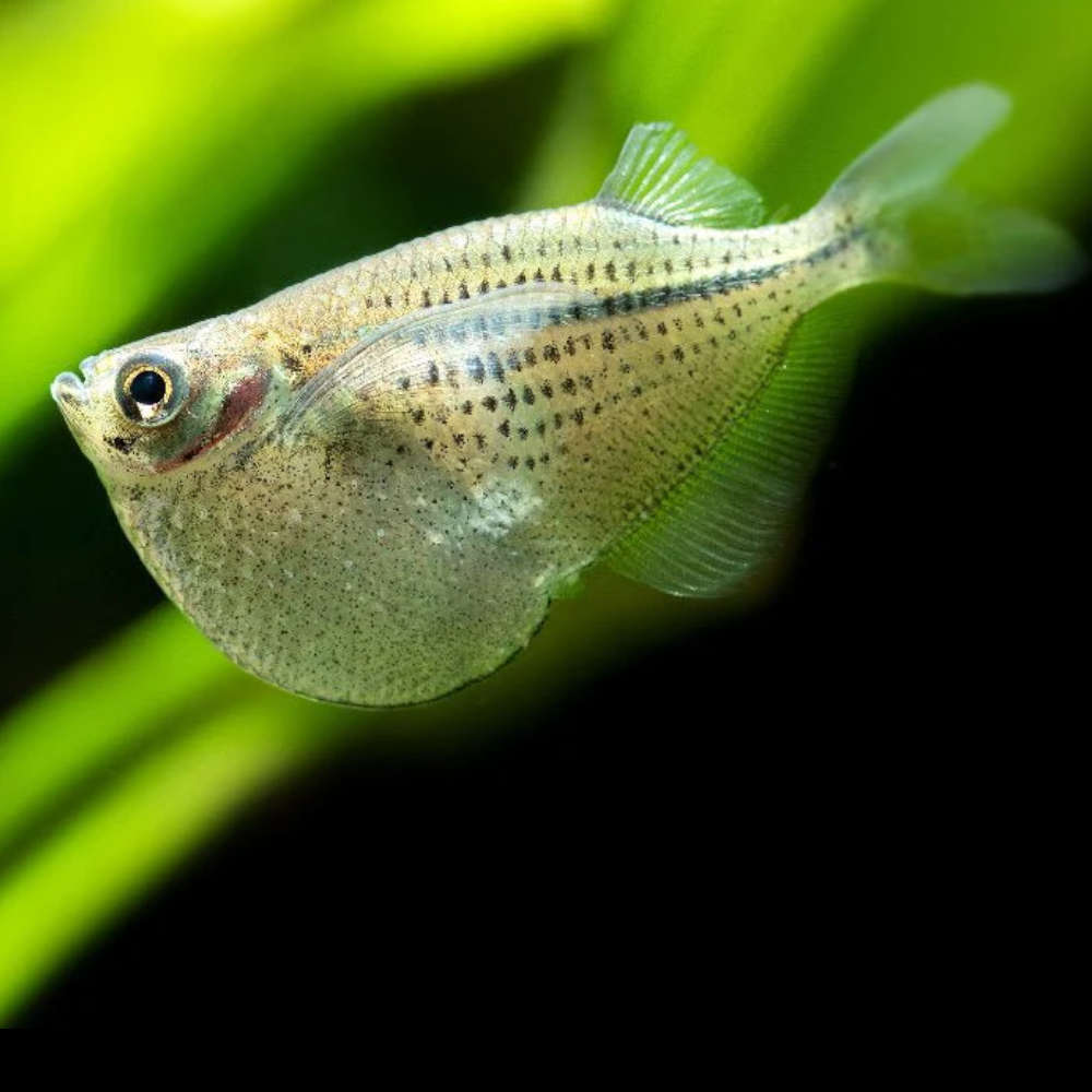 Hatchet Fish Available - Roxy Aquarium