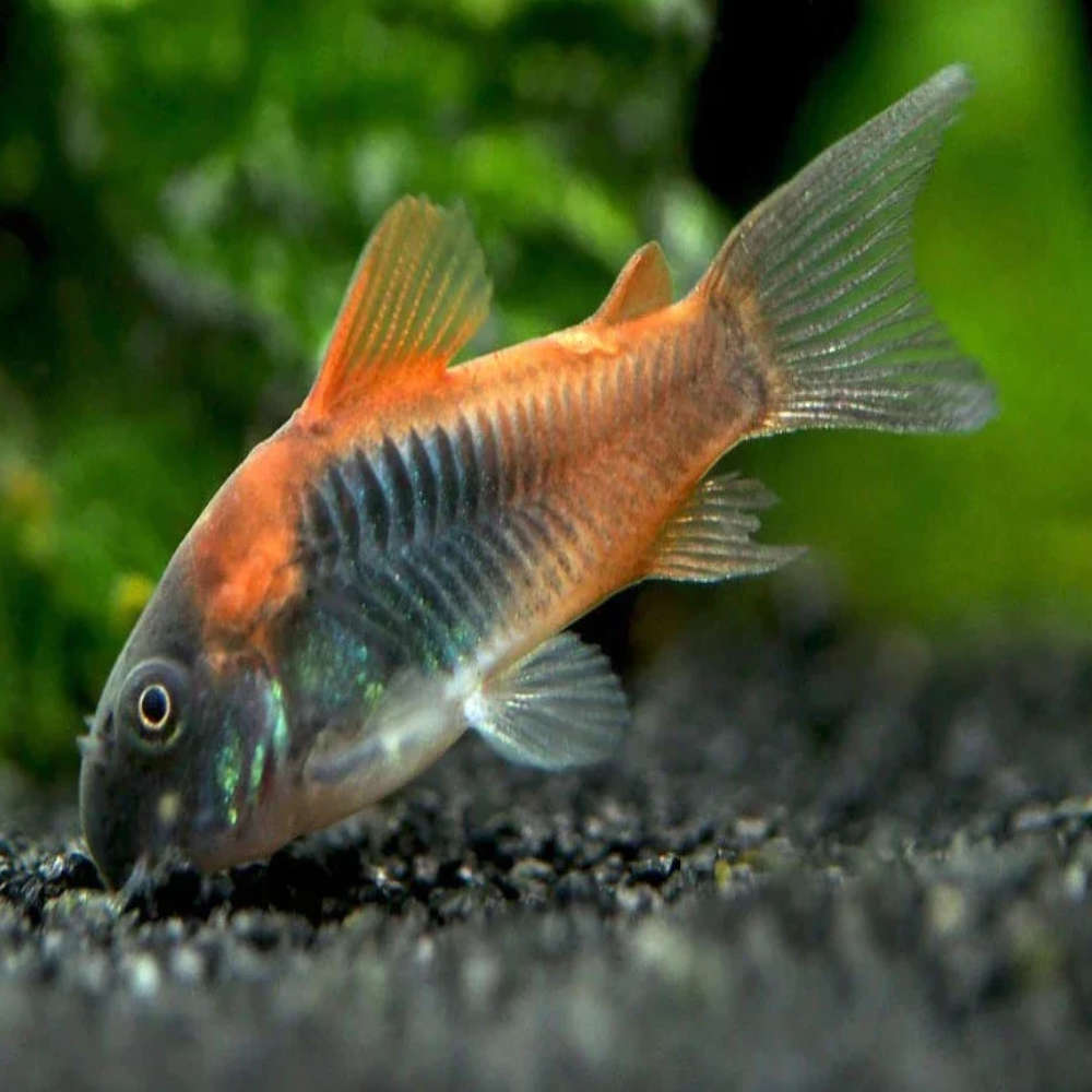 Orange Venezuelan Corydora - Roxy Aquarium