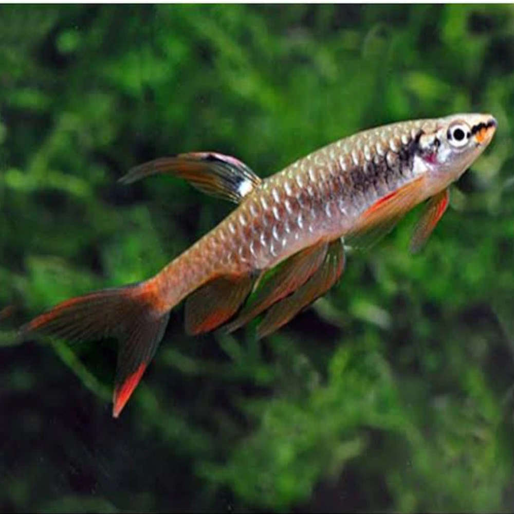 Splash Tetra Available - Roxy Aquarium