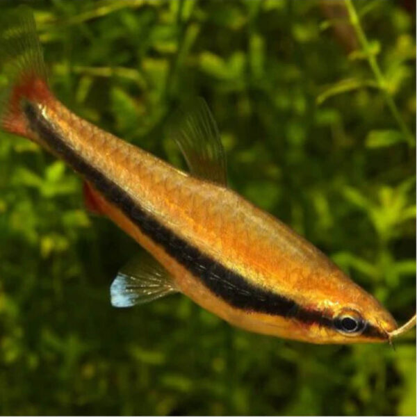 Pencil Fish Golden Available - Roxy Aquarium