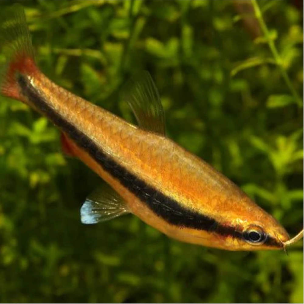 Pencil Fish Golden Available - Roxy Aquarium