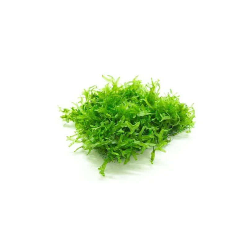 Subwassertang Moss - Roxy Aquarium