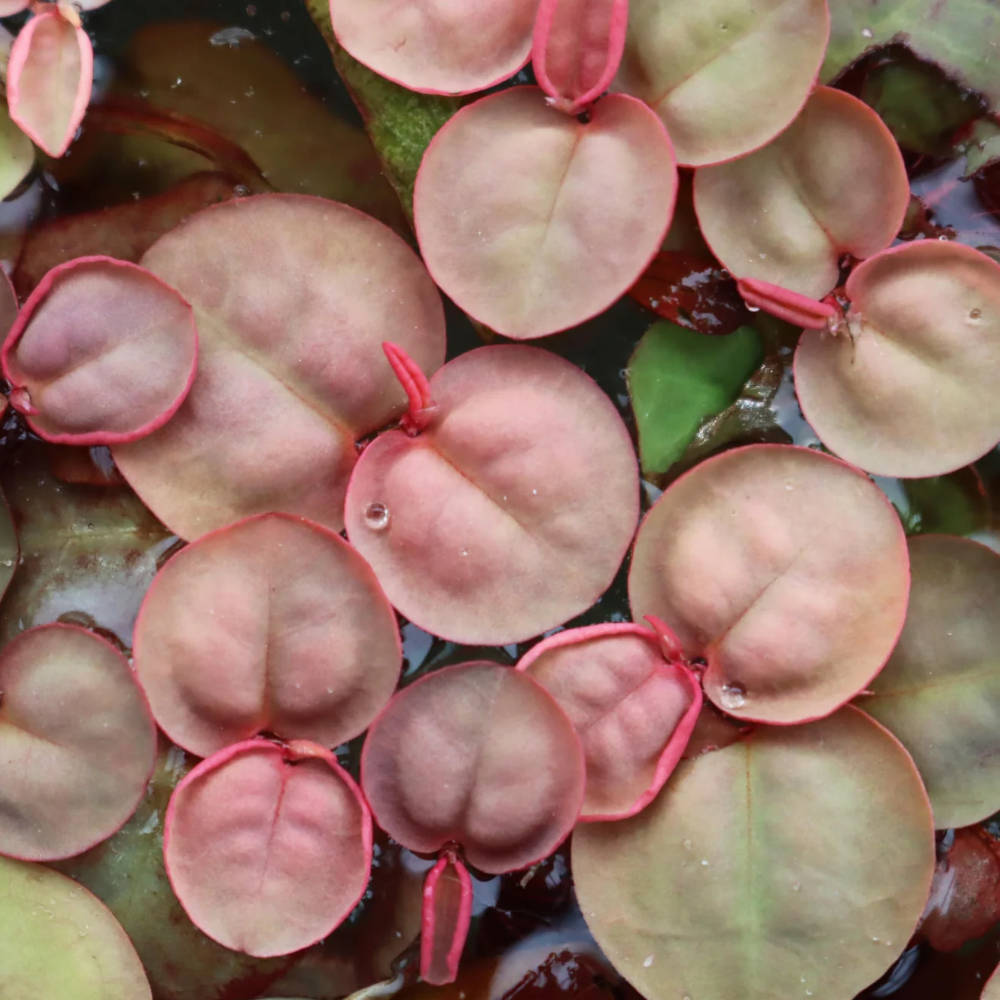 Red Root Floaters - Roxy Aquarium