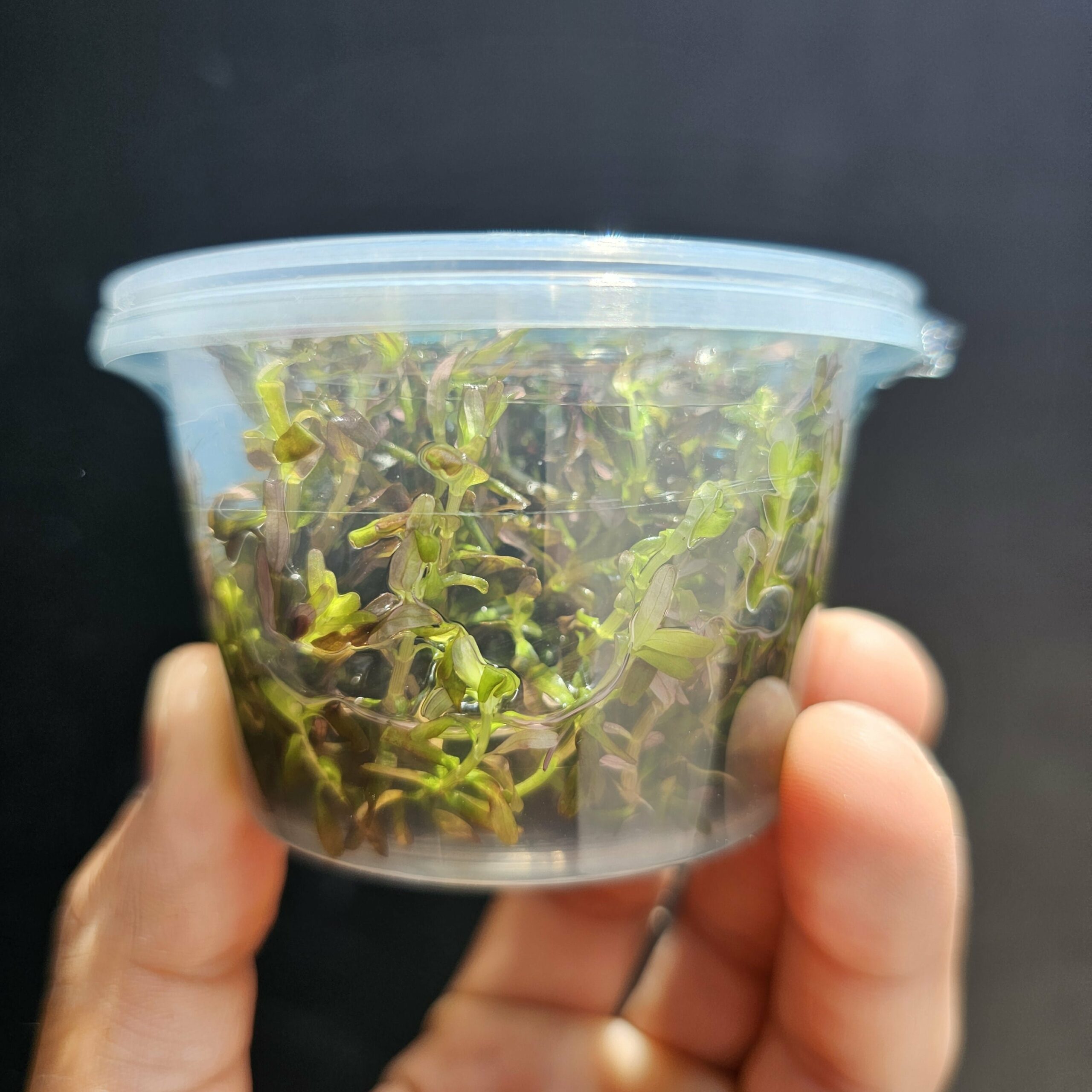 Rotala Blood Red Tissue Culture - Roxy Aquarium