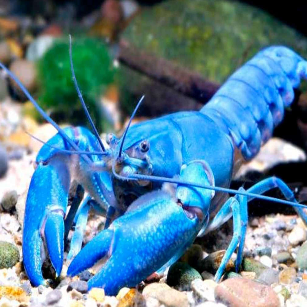 Blue Claw Yabby Available - Roxy Aquarium
