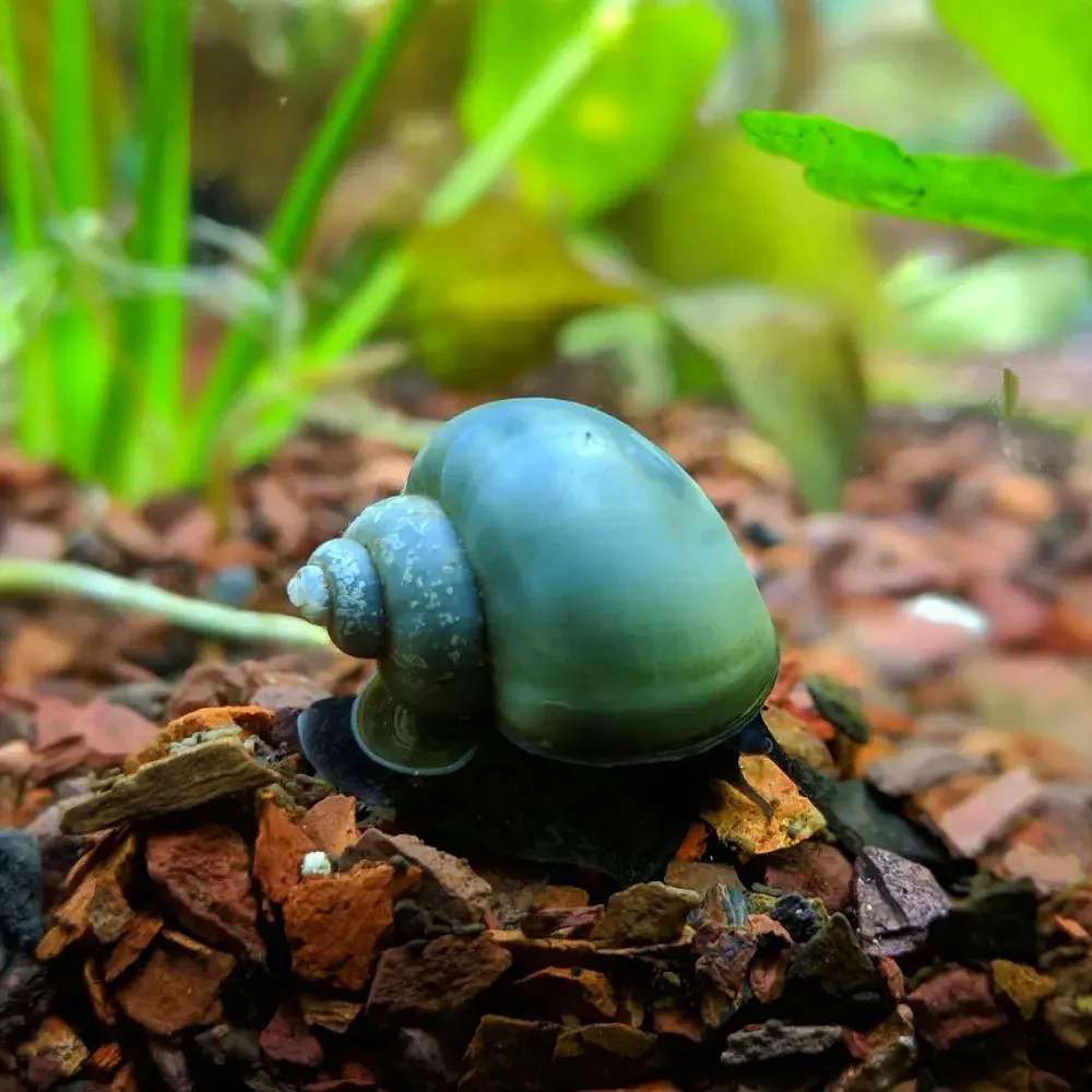 Blue Mystery Snails - Roxy Aquarium