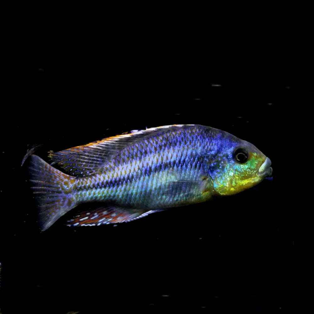 Euchilus Thicklips Cichlid - Roxy Aquarium