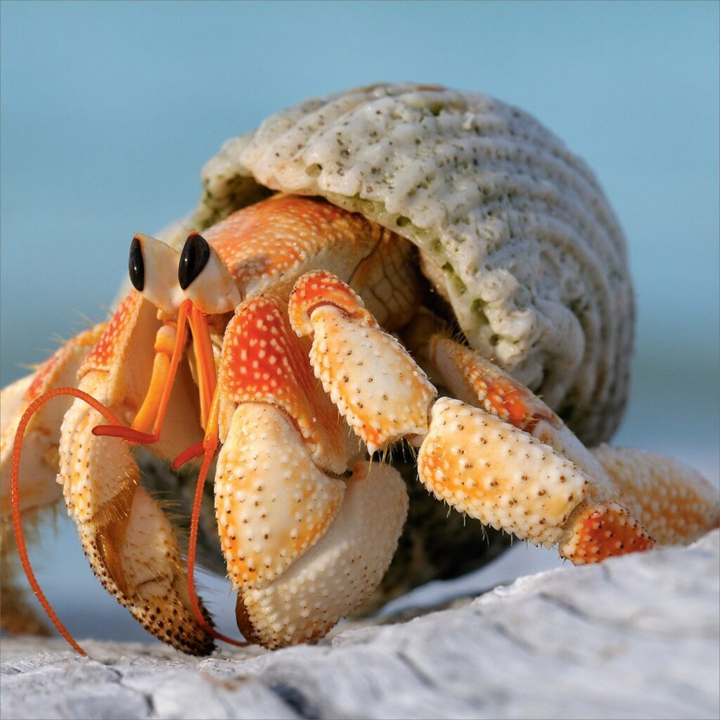 Freshwater Hermit Crab - Roxy Aquarium