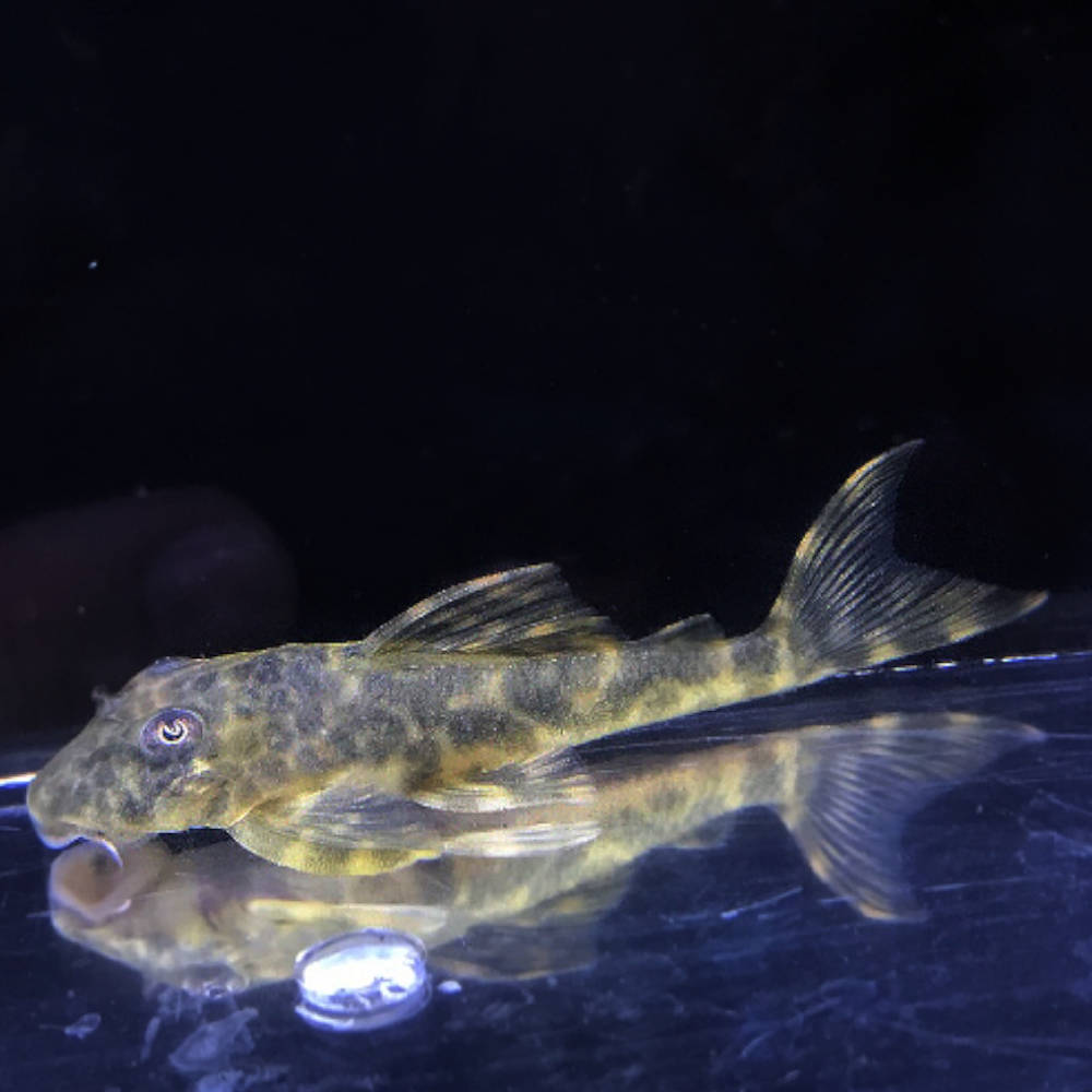 L206 Spotted Tail Clown Pleco - Roxy Aquarium