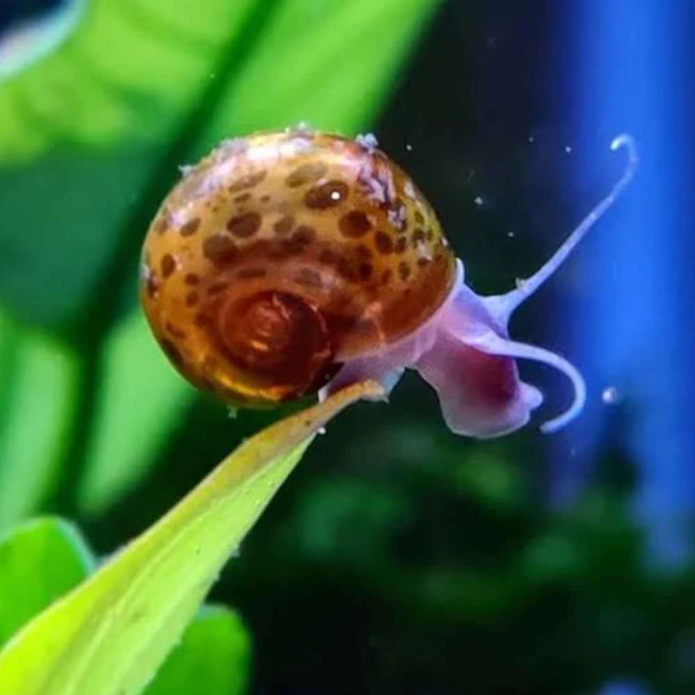 Leopard Ramshorn Snails - Roxy Aquarium