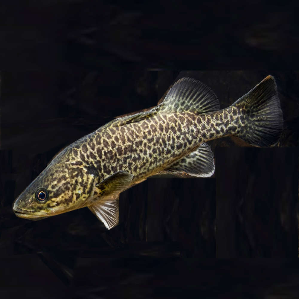 Murray Cod Available Now! - Roxy Aquarium