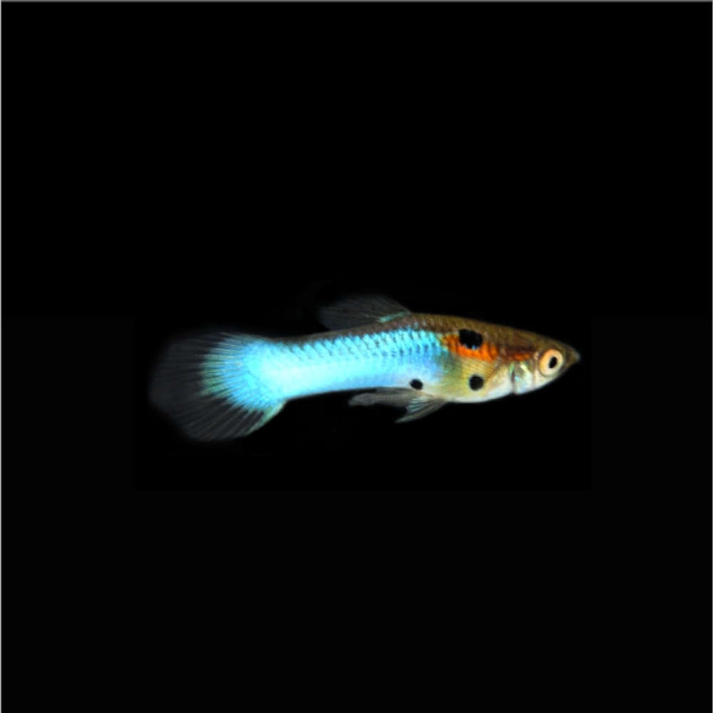 Neon Blue Endler Male – Local - Roxy Aquarium