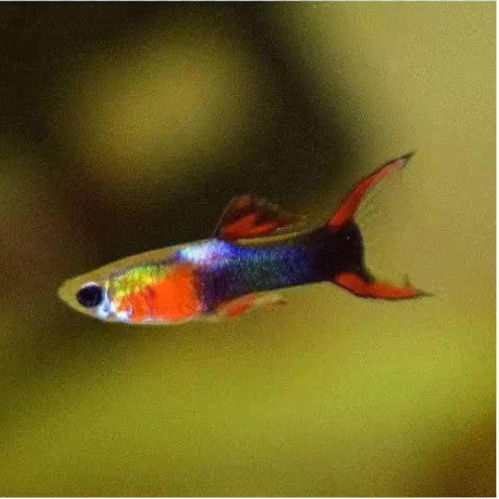 Neon Tuxedo Endler Guppy - Roxy Aquarium