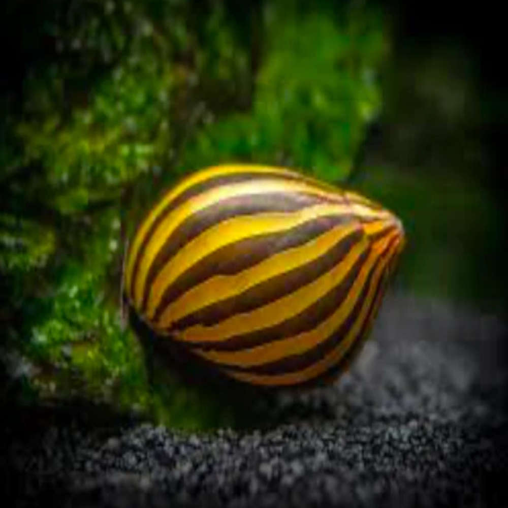 Nerite Snail Available Now - Roxy Aquarium