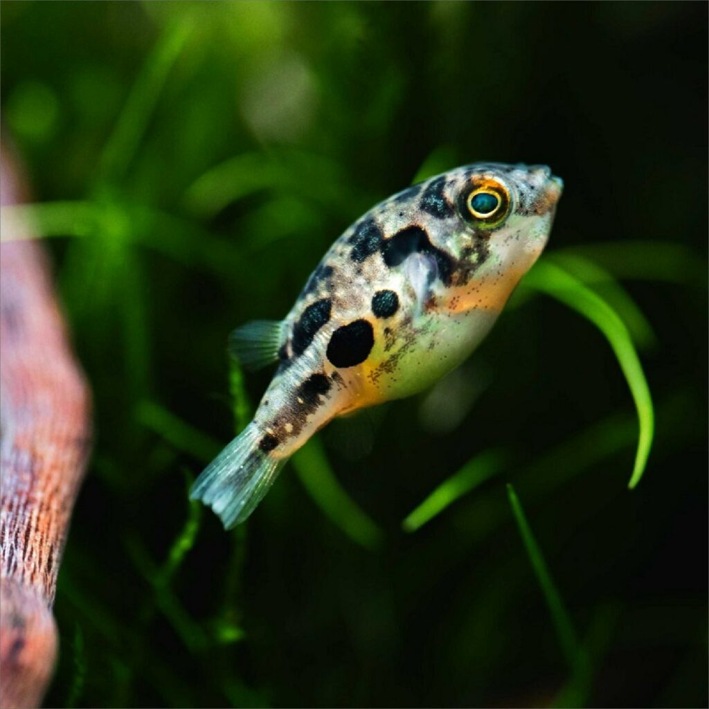 Dwarf Mini Puffer Fish – Pea Puffer - Roxy Aquarium