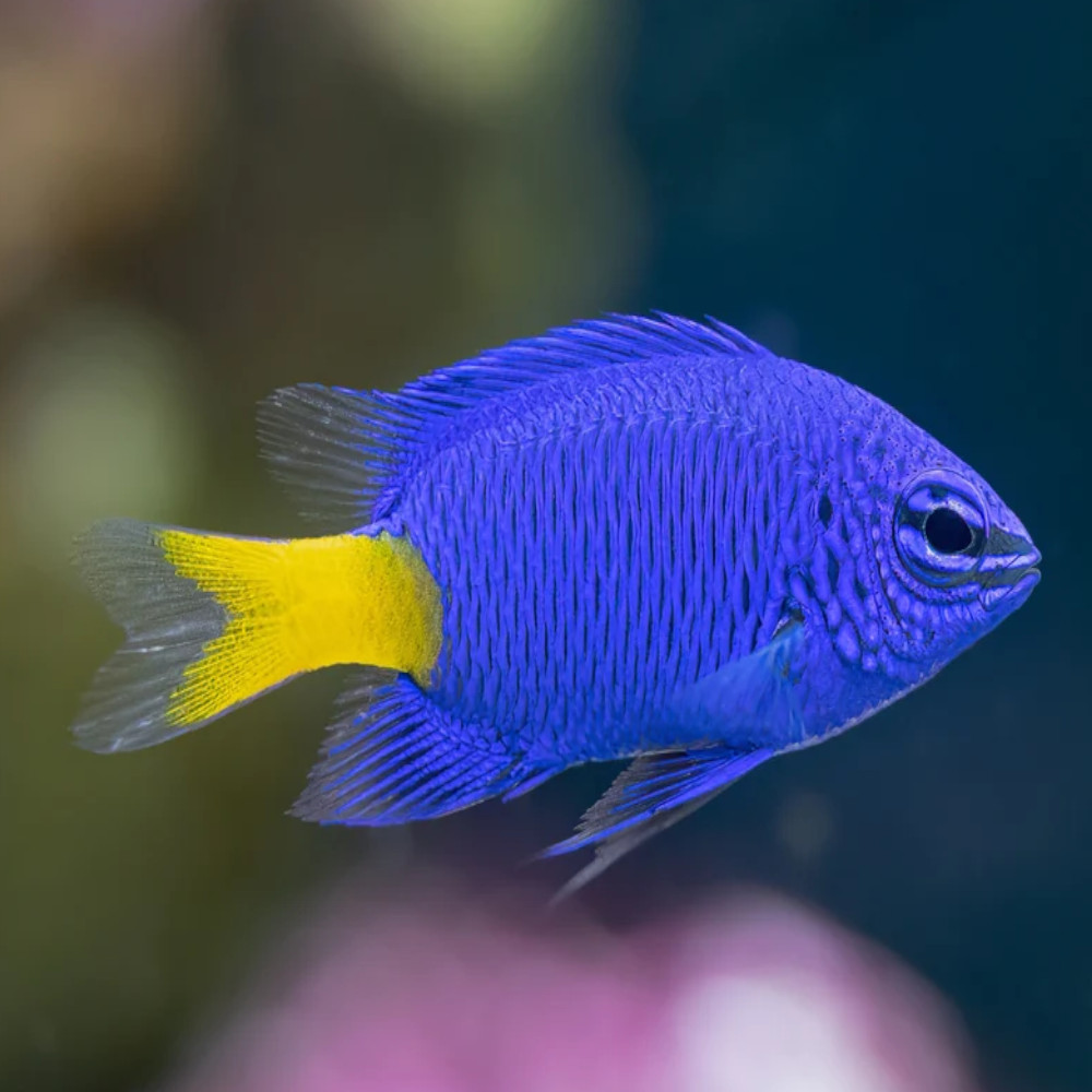 Yellow Tail Damsel - Roxy Aquarium