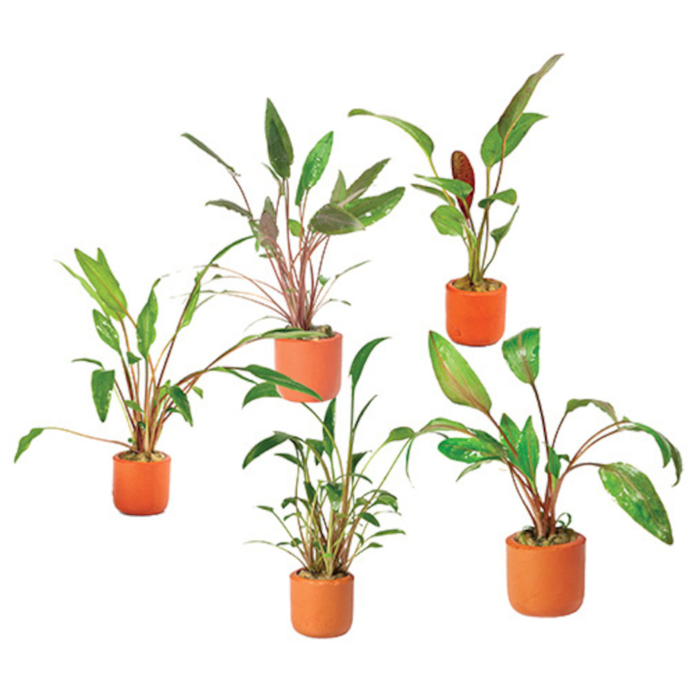 Assorted Bunch Plants – Hydroponic Pot - Roxy Aquarium