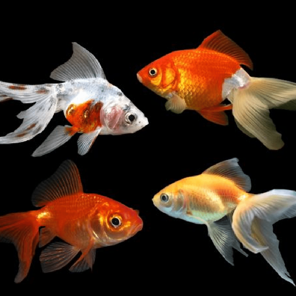 Assorted Fantail Available - Roxy Aquarium