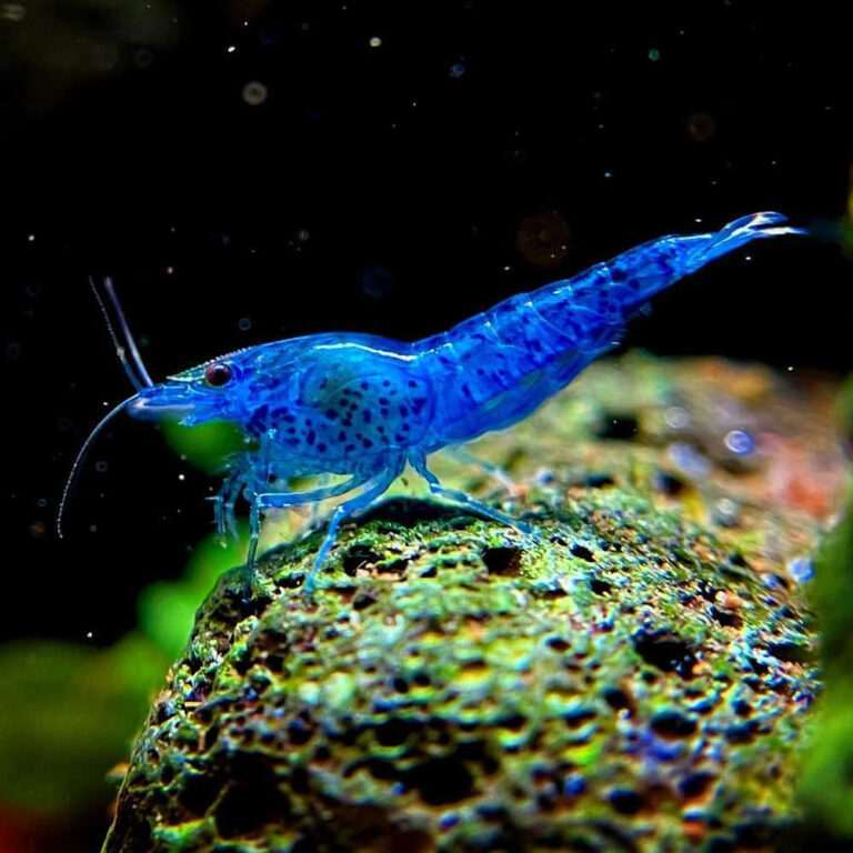 Blue Dream Shrimp - Roxy Aquarium