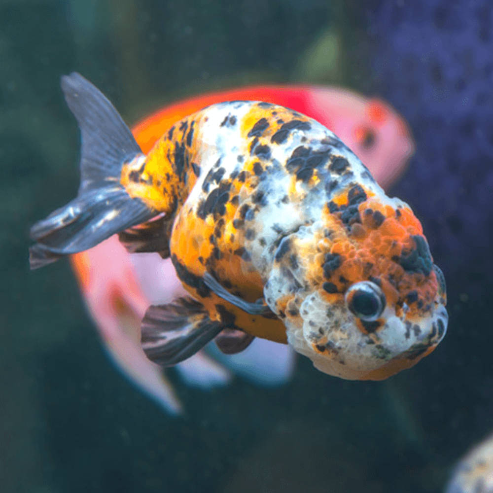 Calico Ranchu Available Now - Roxy Aquarium
