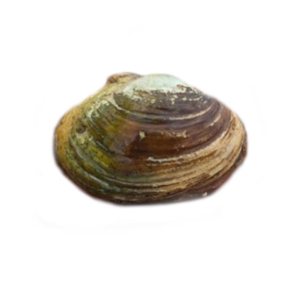 Freshwater Mussel Available - Roxy Aquarium