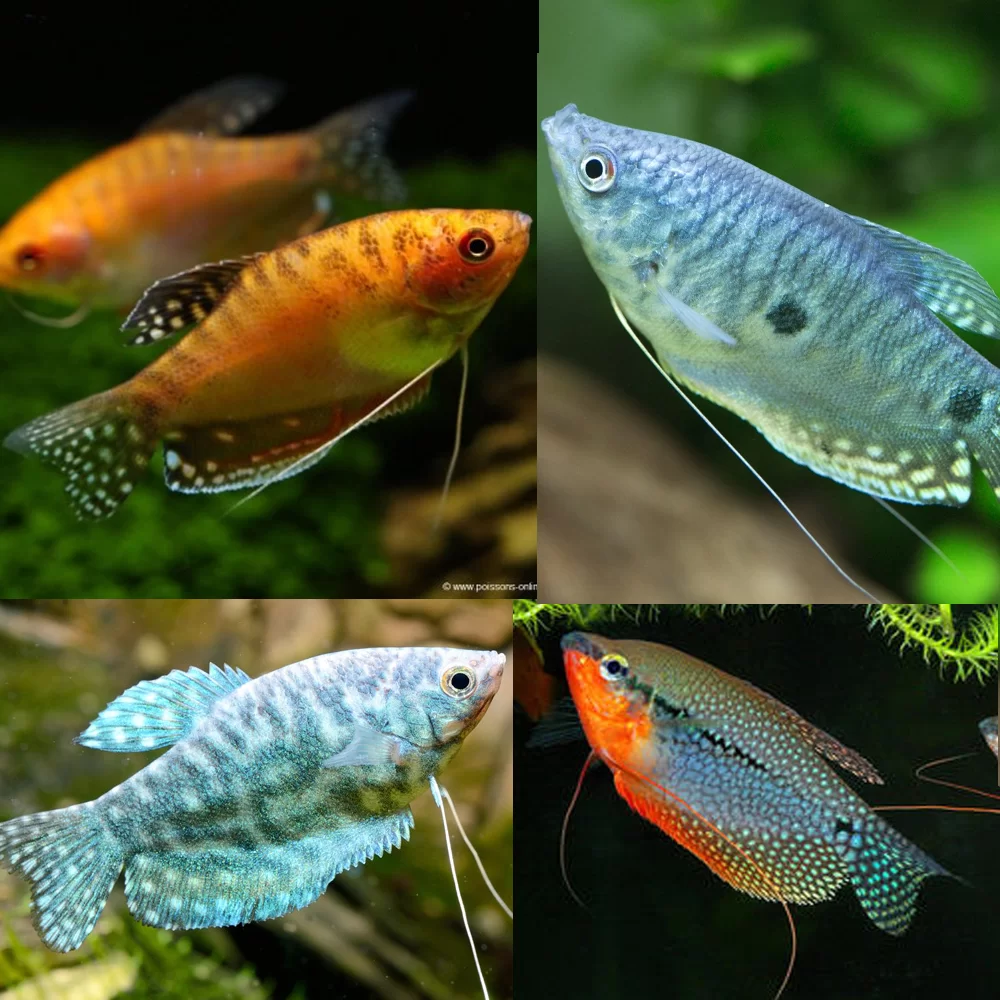 Assorted Dwarf Gourami Available - Roxy Aquarium