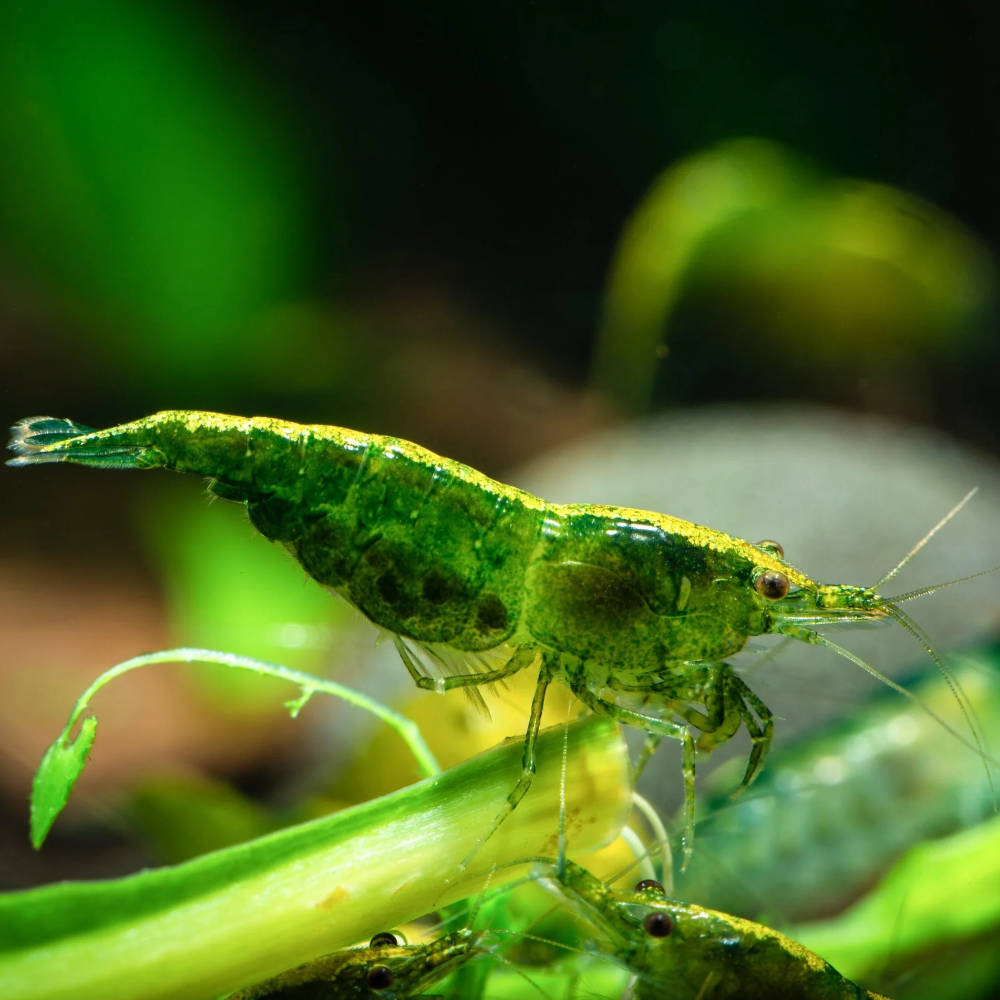 Green Jade Shrimp - Roxy Aquarium