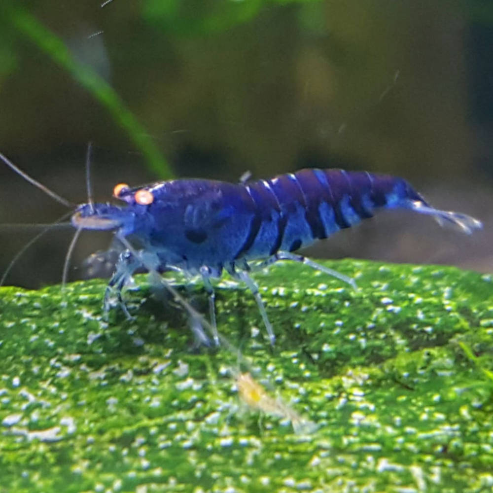 Orange Eye Blue Tiger Shrimp - Roxy Aquarium