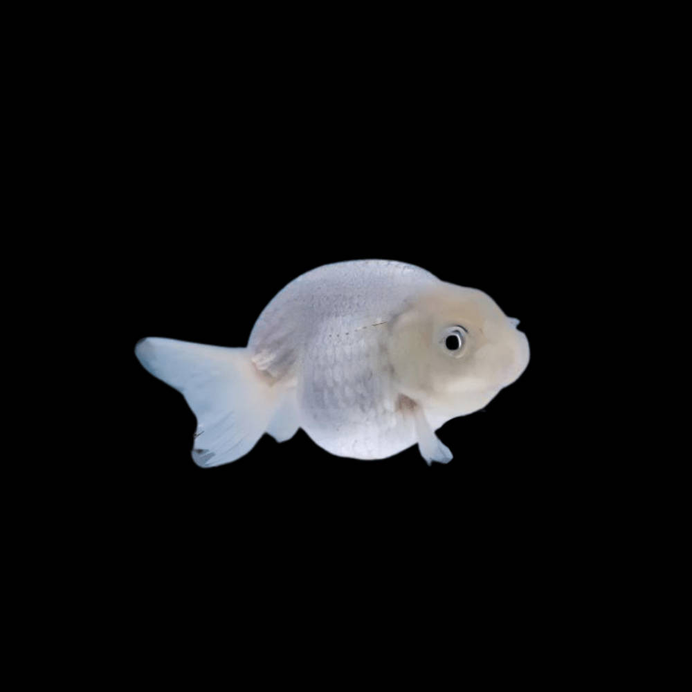 Ranchu White Small Available - Roxy Aquarium