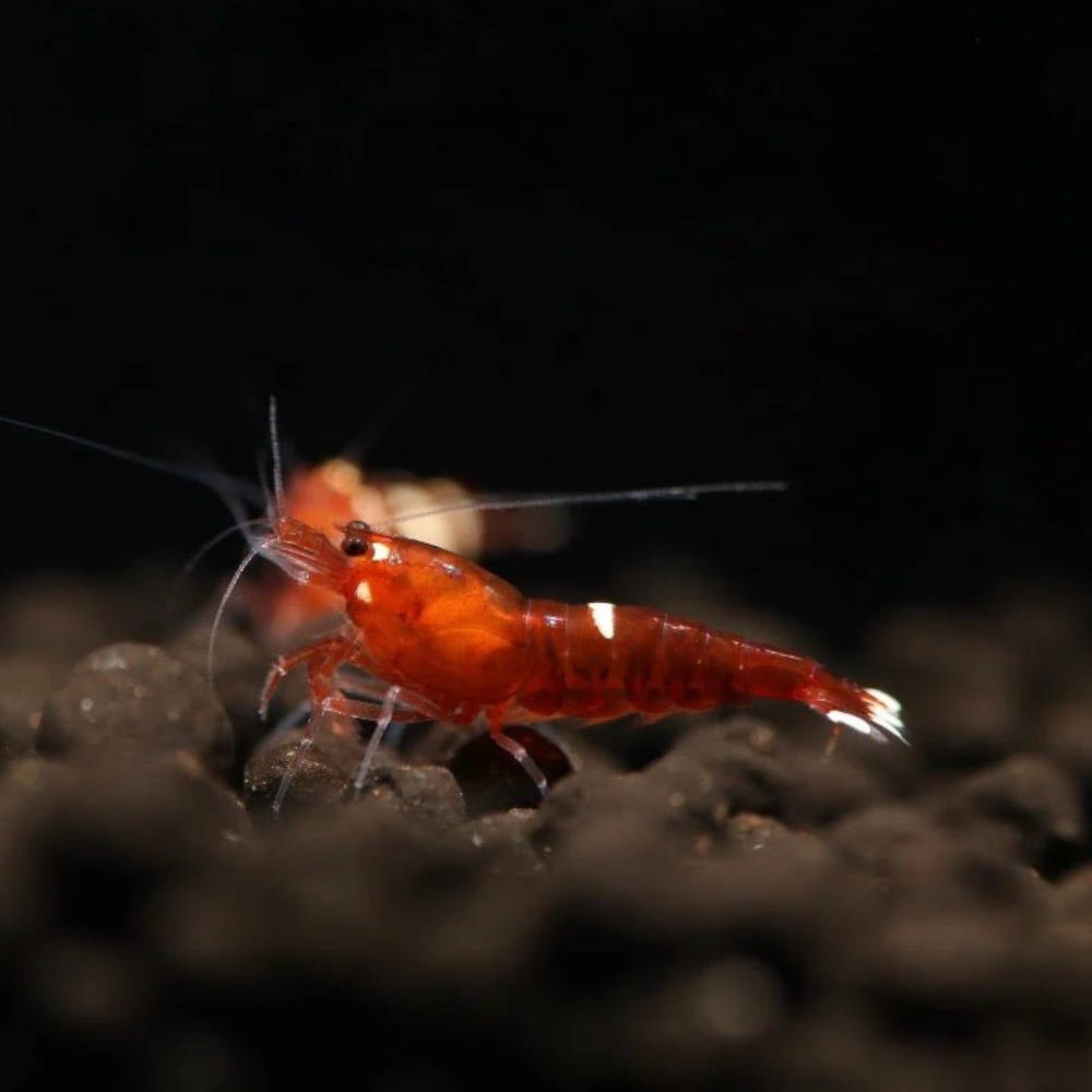 Red King Kong Shrimp - Roxy Aquarium