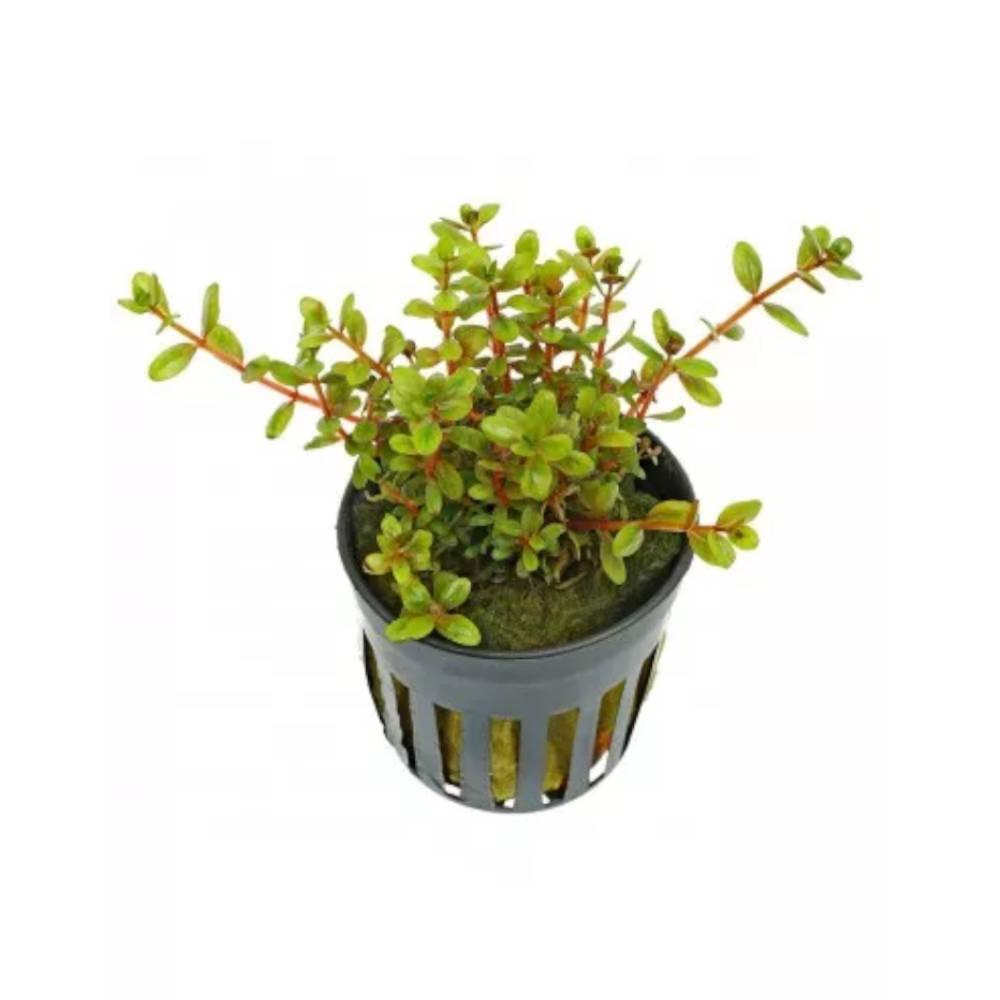 Rotala Colorata - Roxy Aquarium